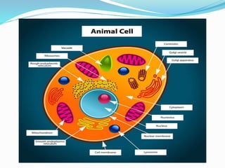 Animal cell | PPT
