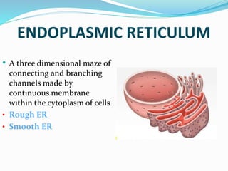Animal cell | PPT