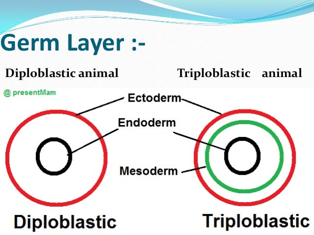 Animal character’s