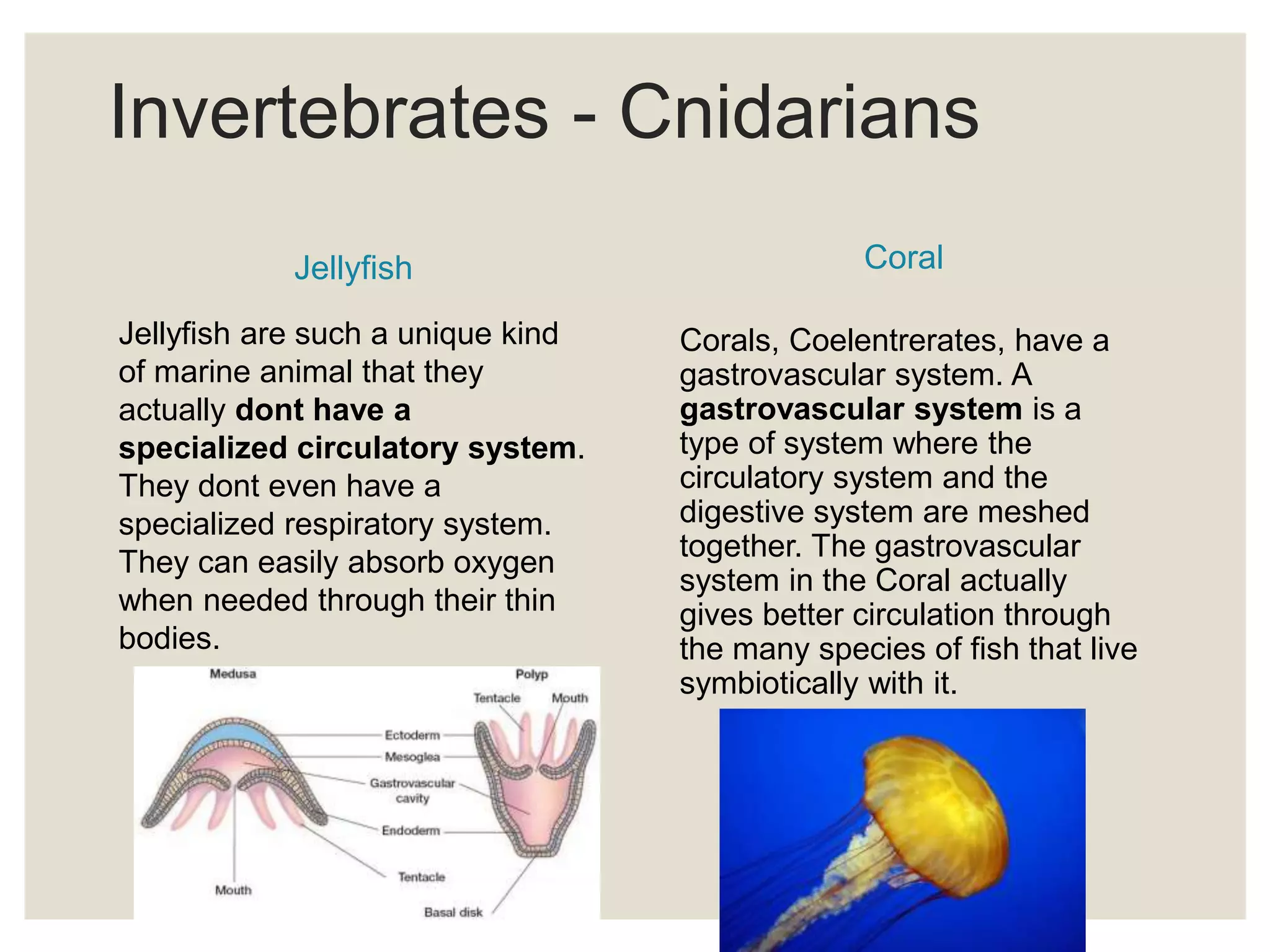 Animal circulatory system | PPTX