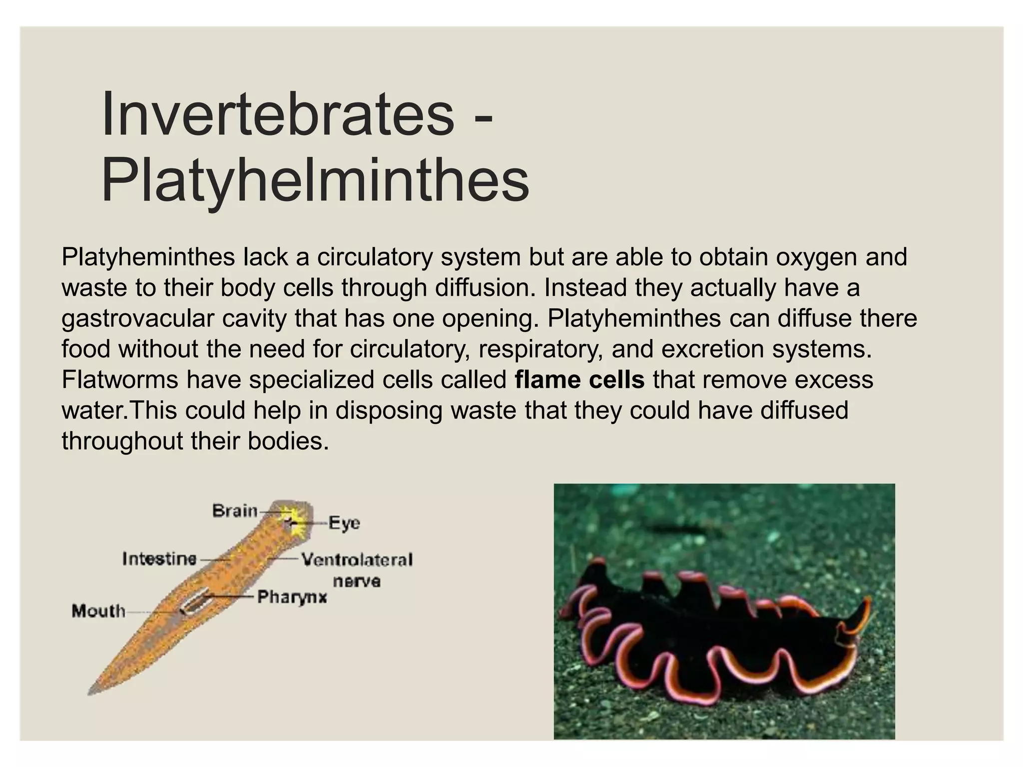 Animal circulatory system | PPTX