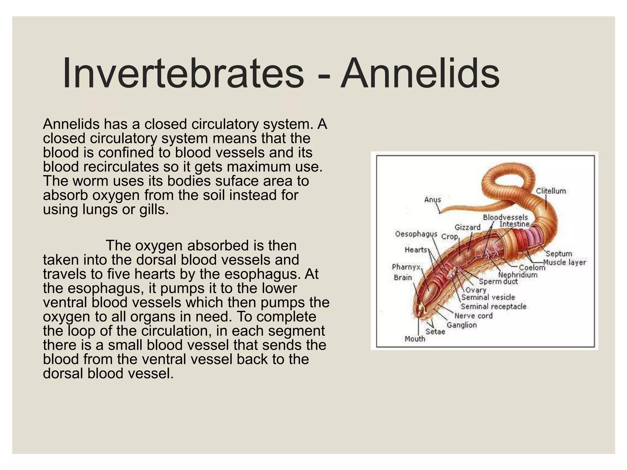 Animal circulatory system | PPTX