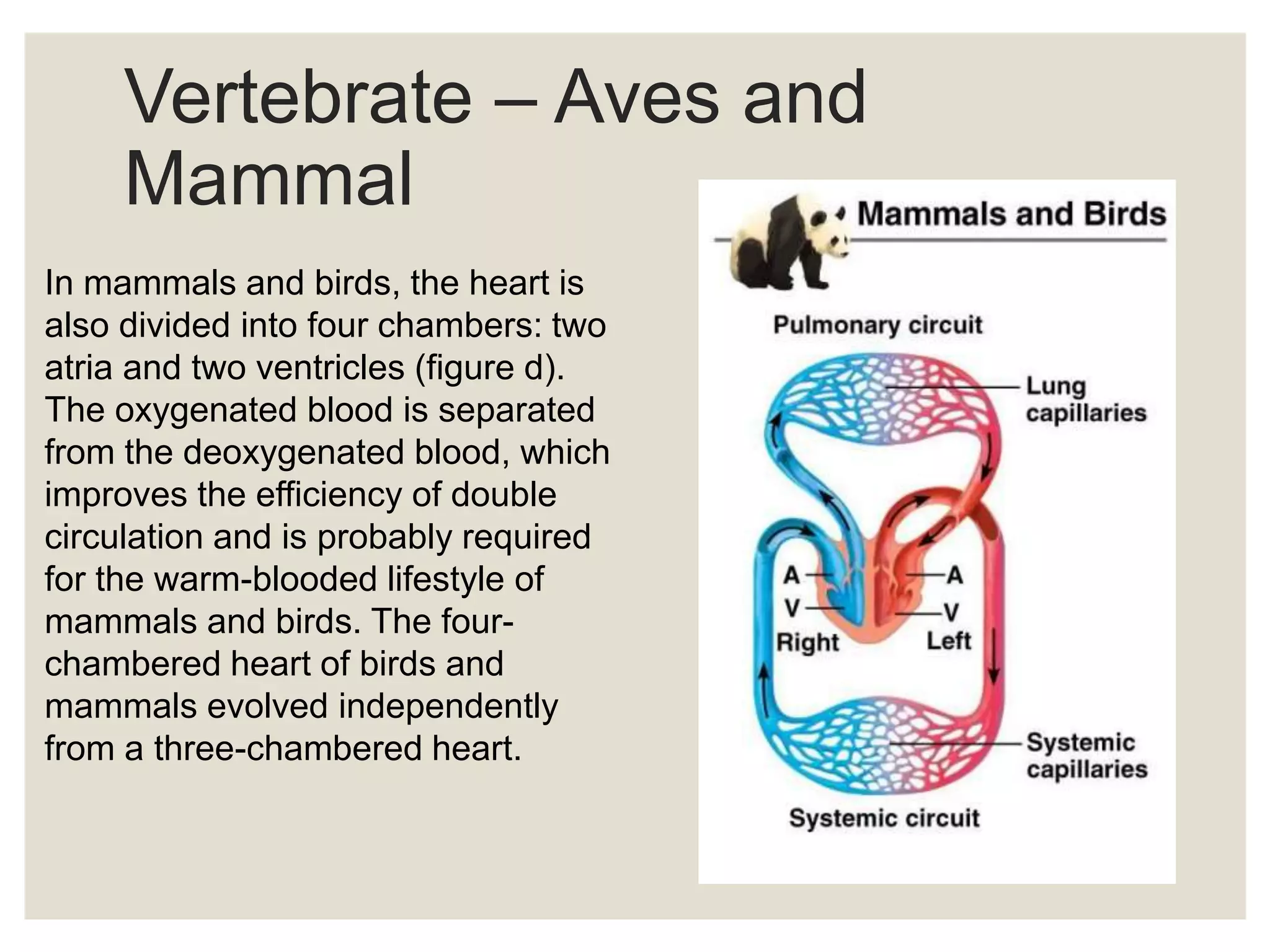 Animal circulatory system | PPTX