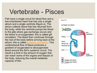Animal circulatory system | PPTX