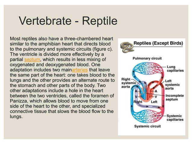 Animal circulatory system | PPTX
