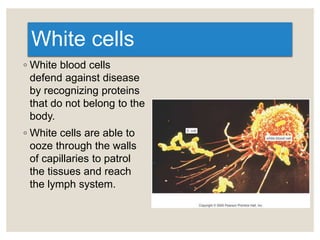 Animal circulatory system | PPTX