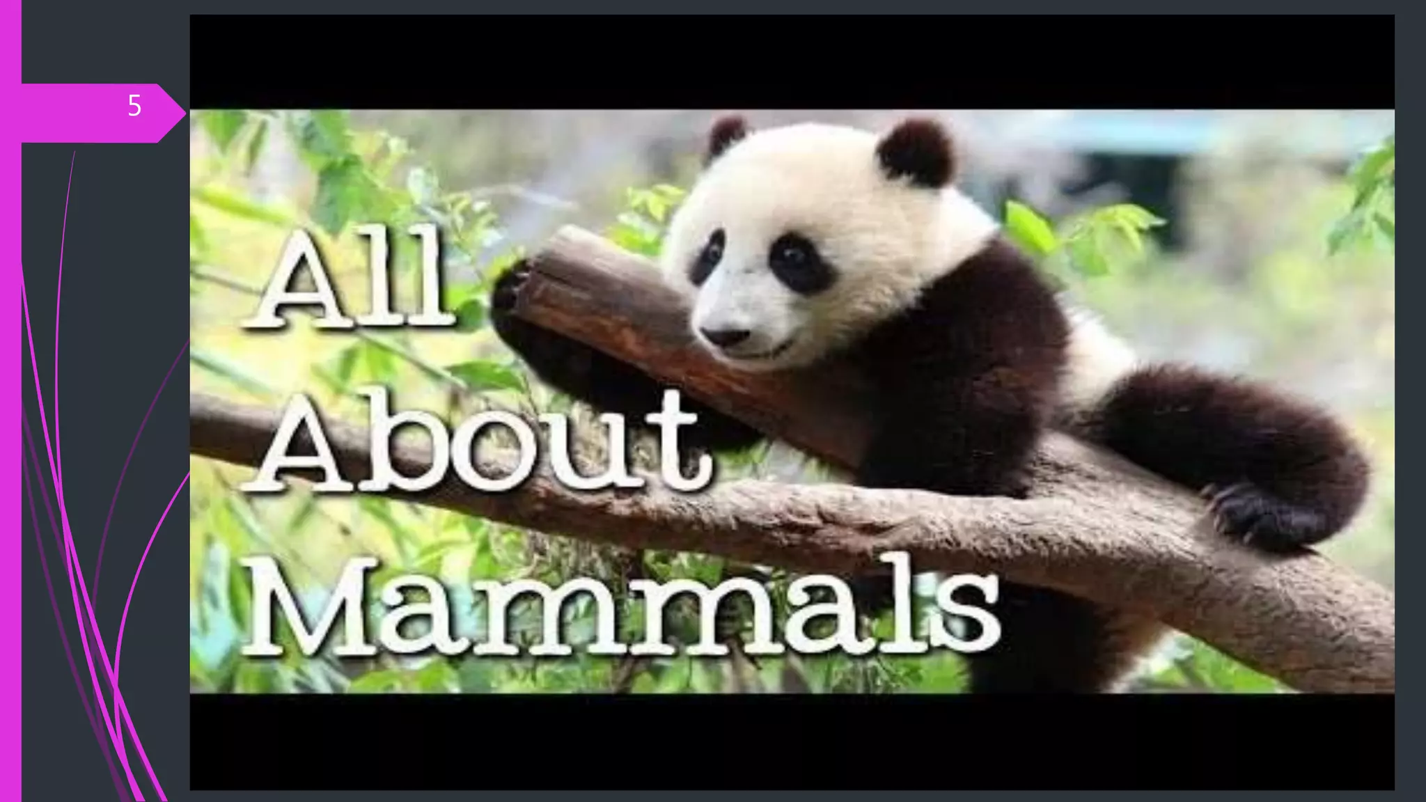 Animal Classes | PPT