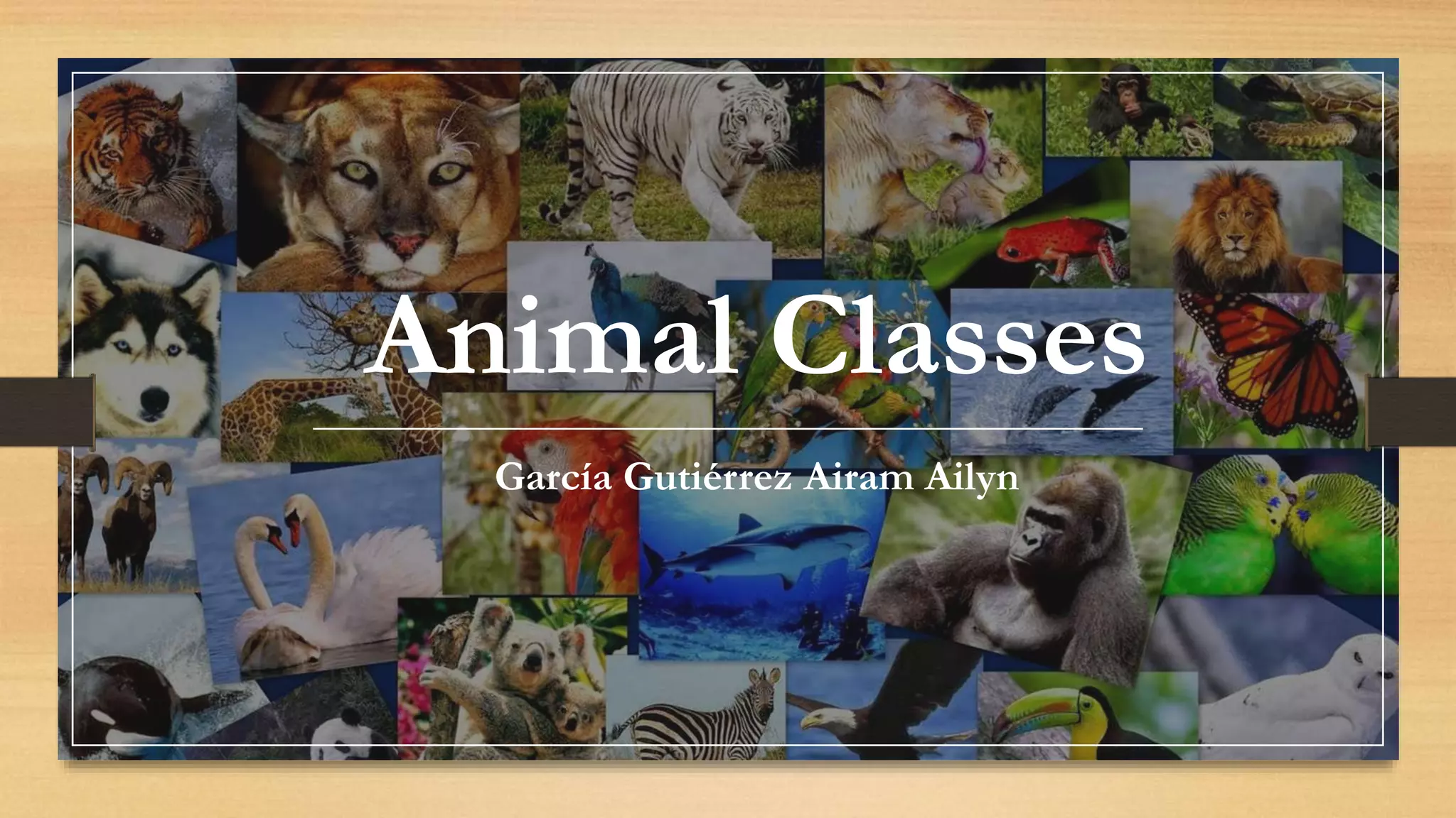 Animal classes | PPTX