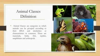 Animal classes | PPTX