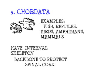 Animal classification | PPT