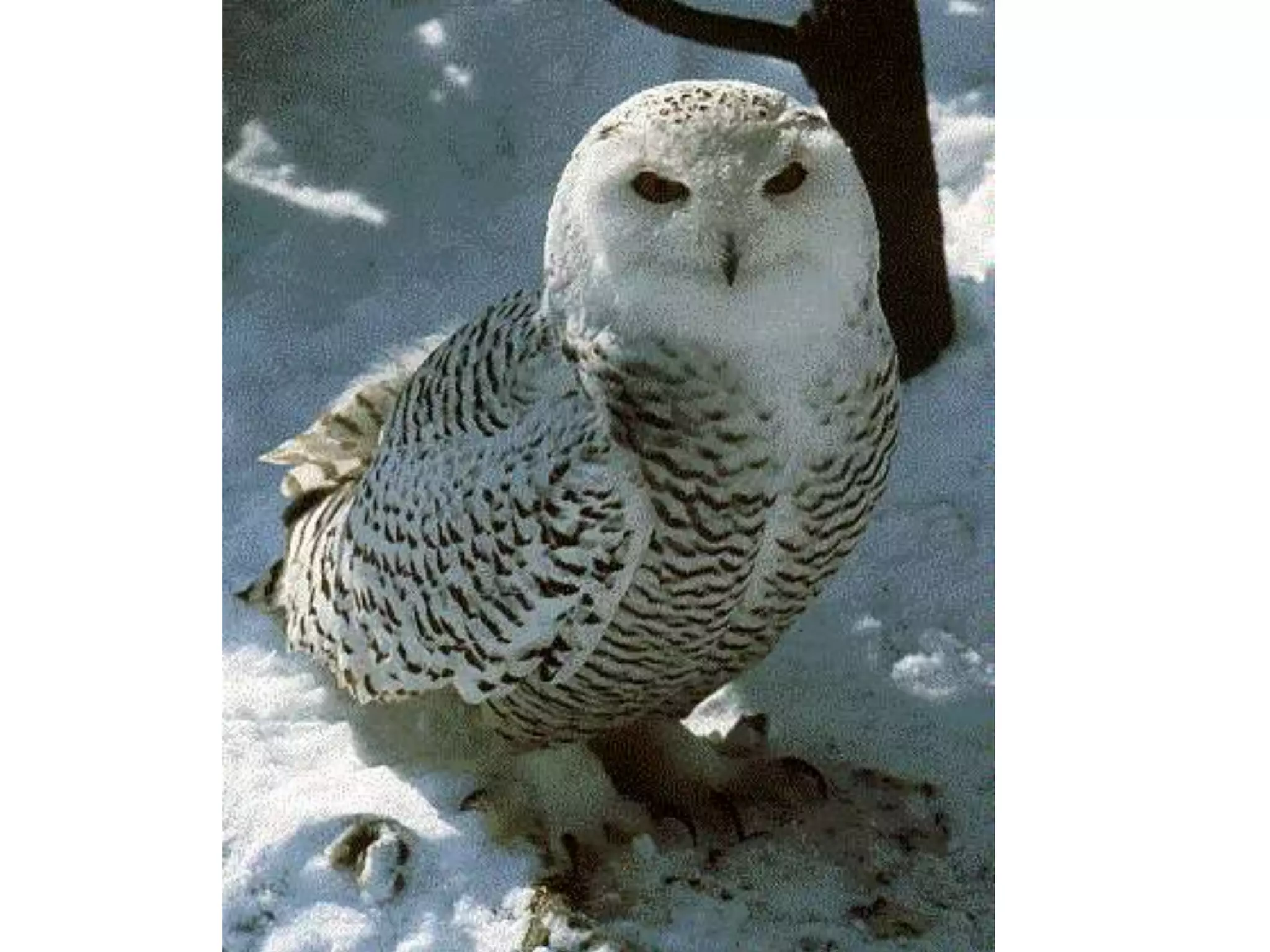 Animal classification | PPTX