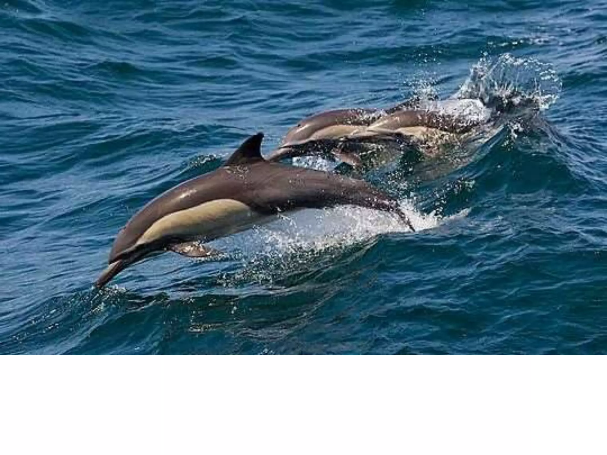 Animal classification | PPTX