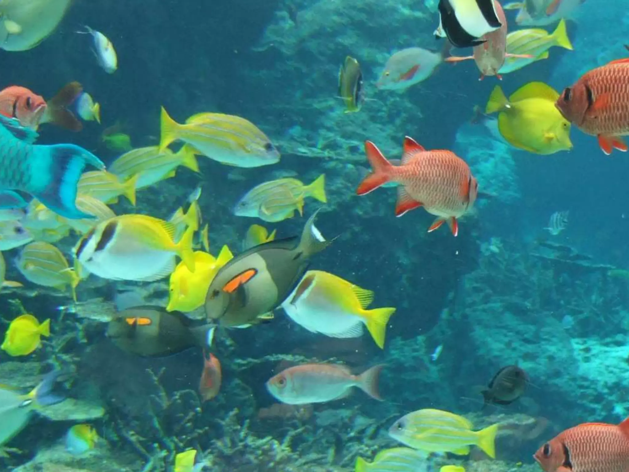 Animal classification | PPTX