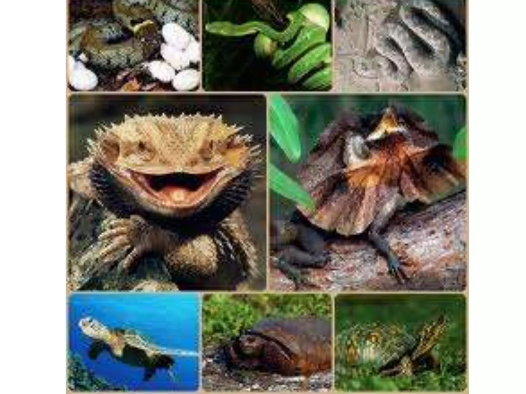 Animal classification | PPTX