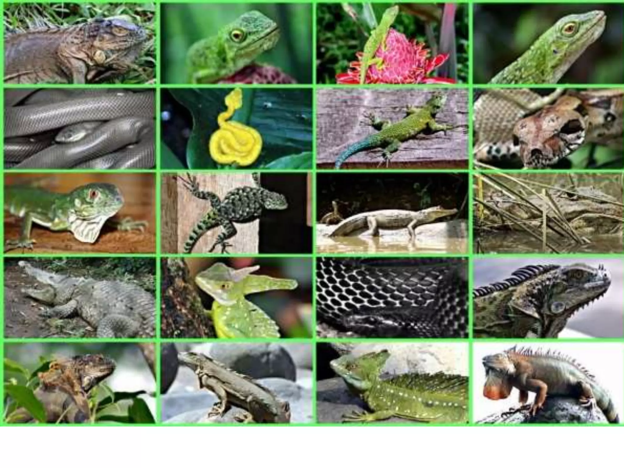 Animal classification | PPTX