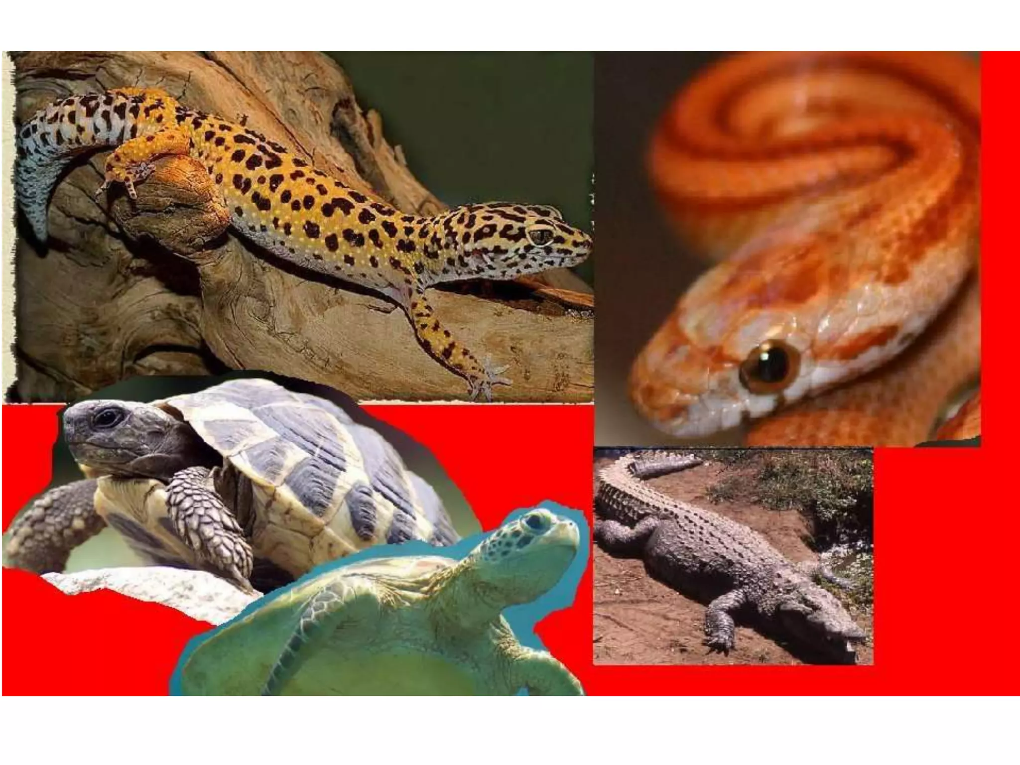 Animal classification | PPTX