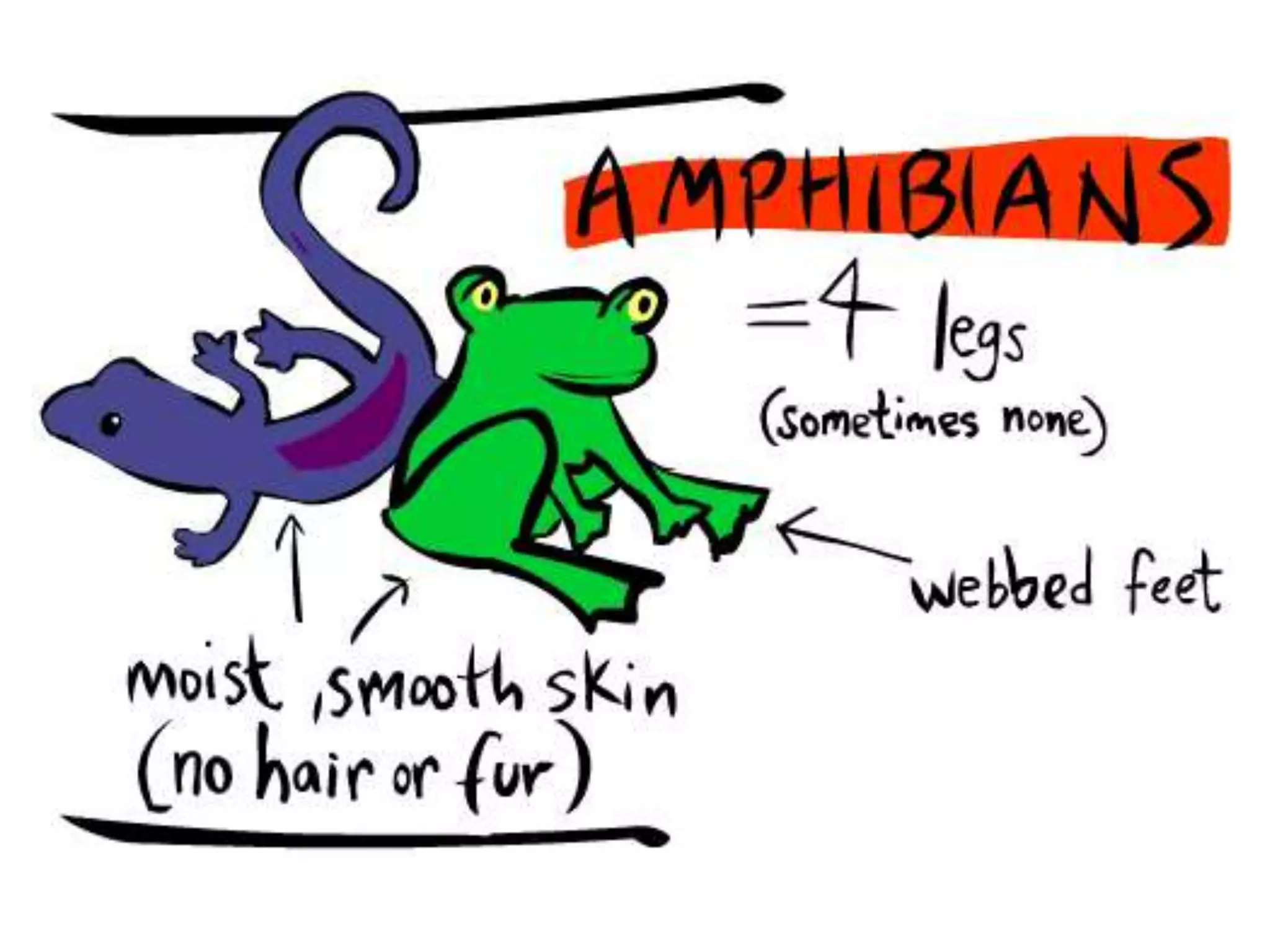 Animal classification | PPTX