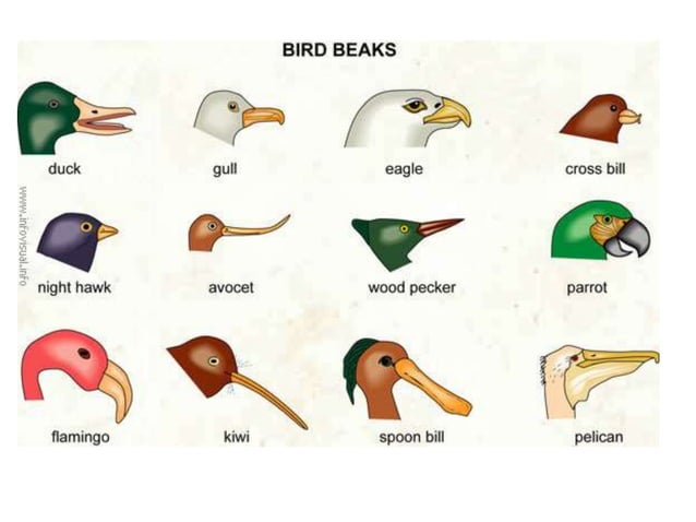 Animal classification | PPTX