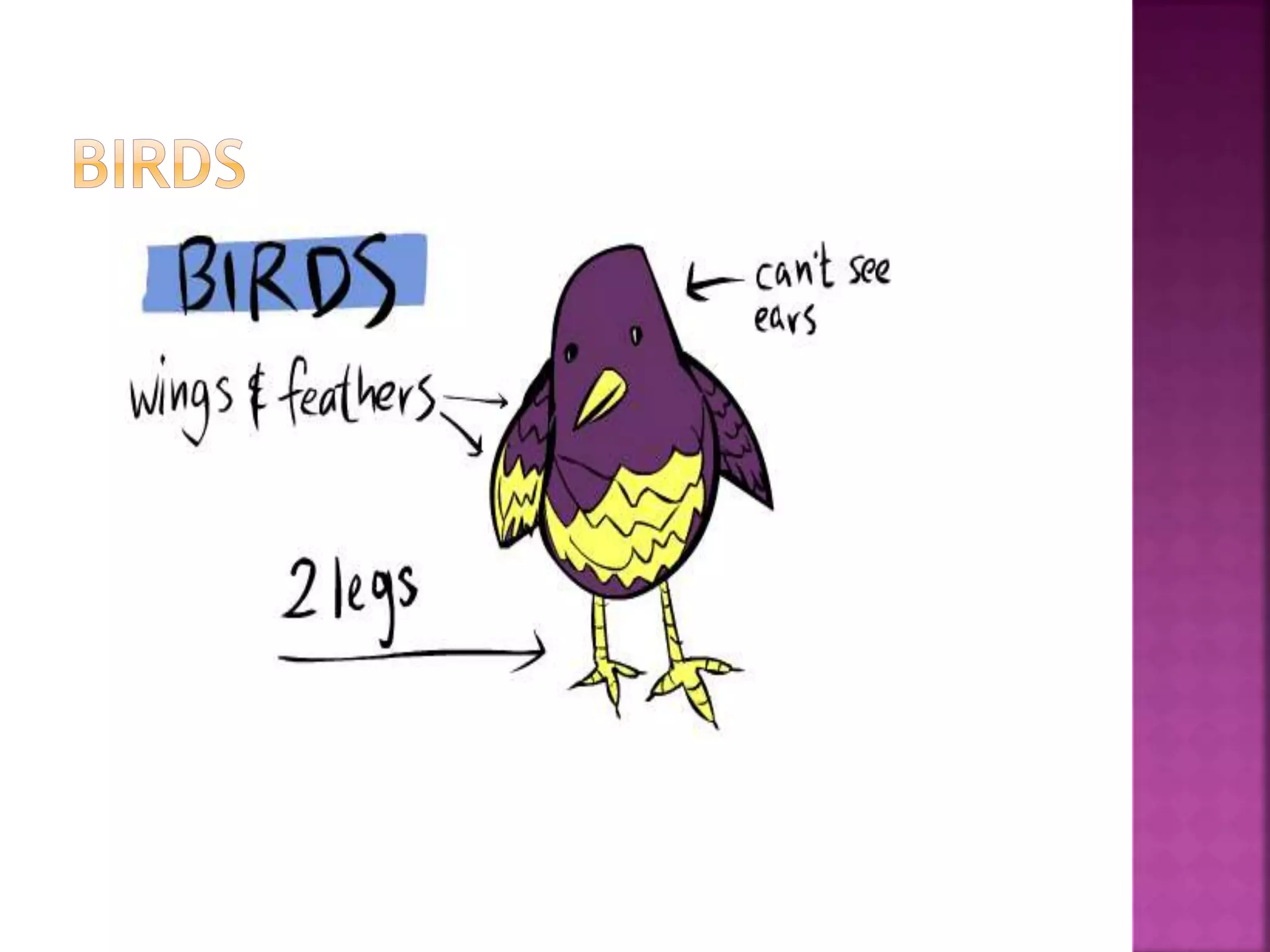 Animal classification | PPTX