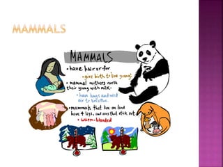 Animal classification | PPT