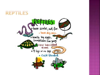 Animal classification | PPT