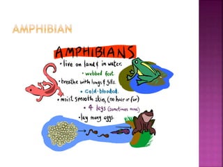 Animal classification | PPT