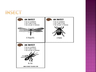 Animal classification | PPTX