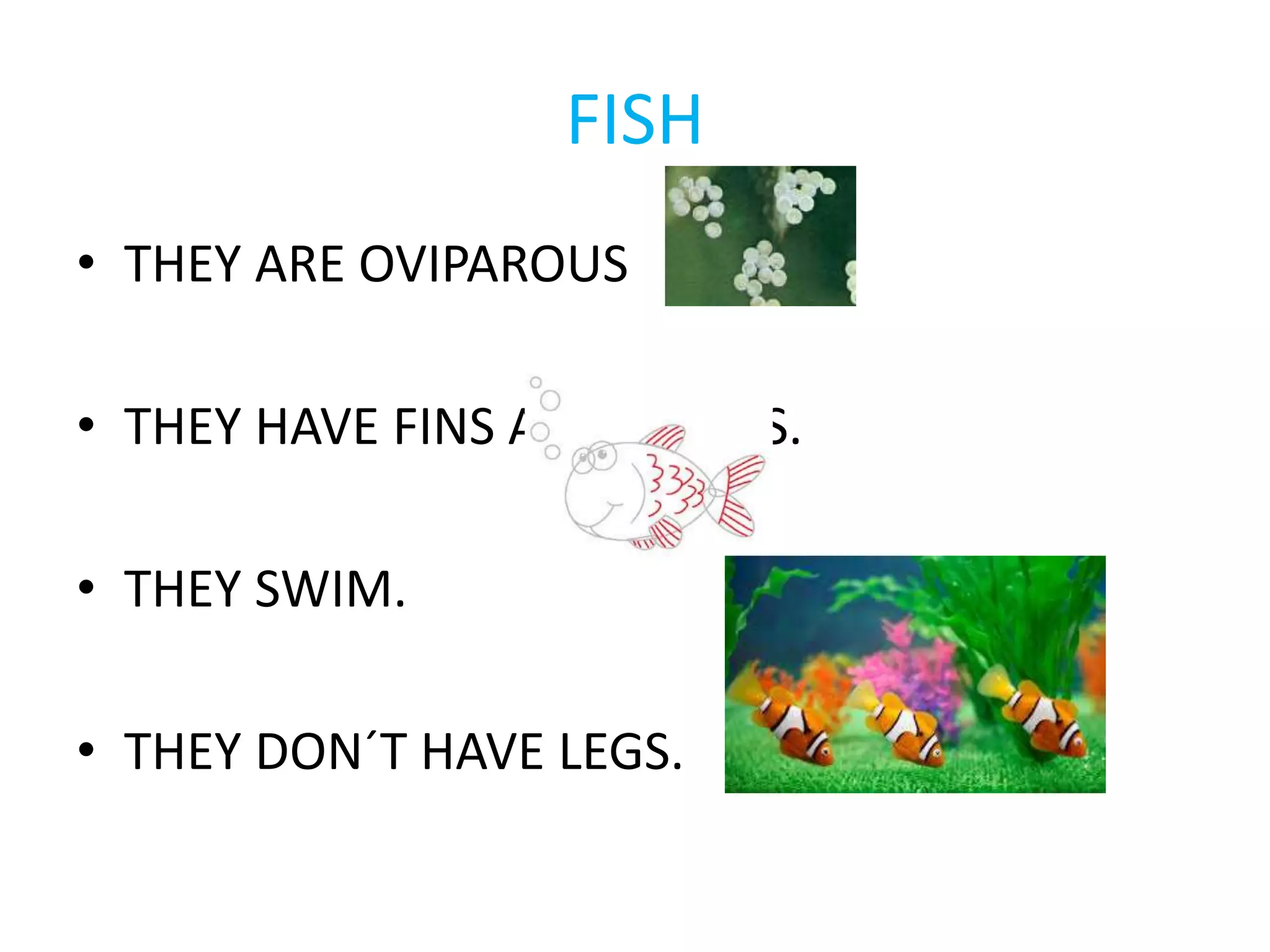 Animal classification | PPTX