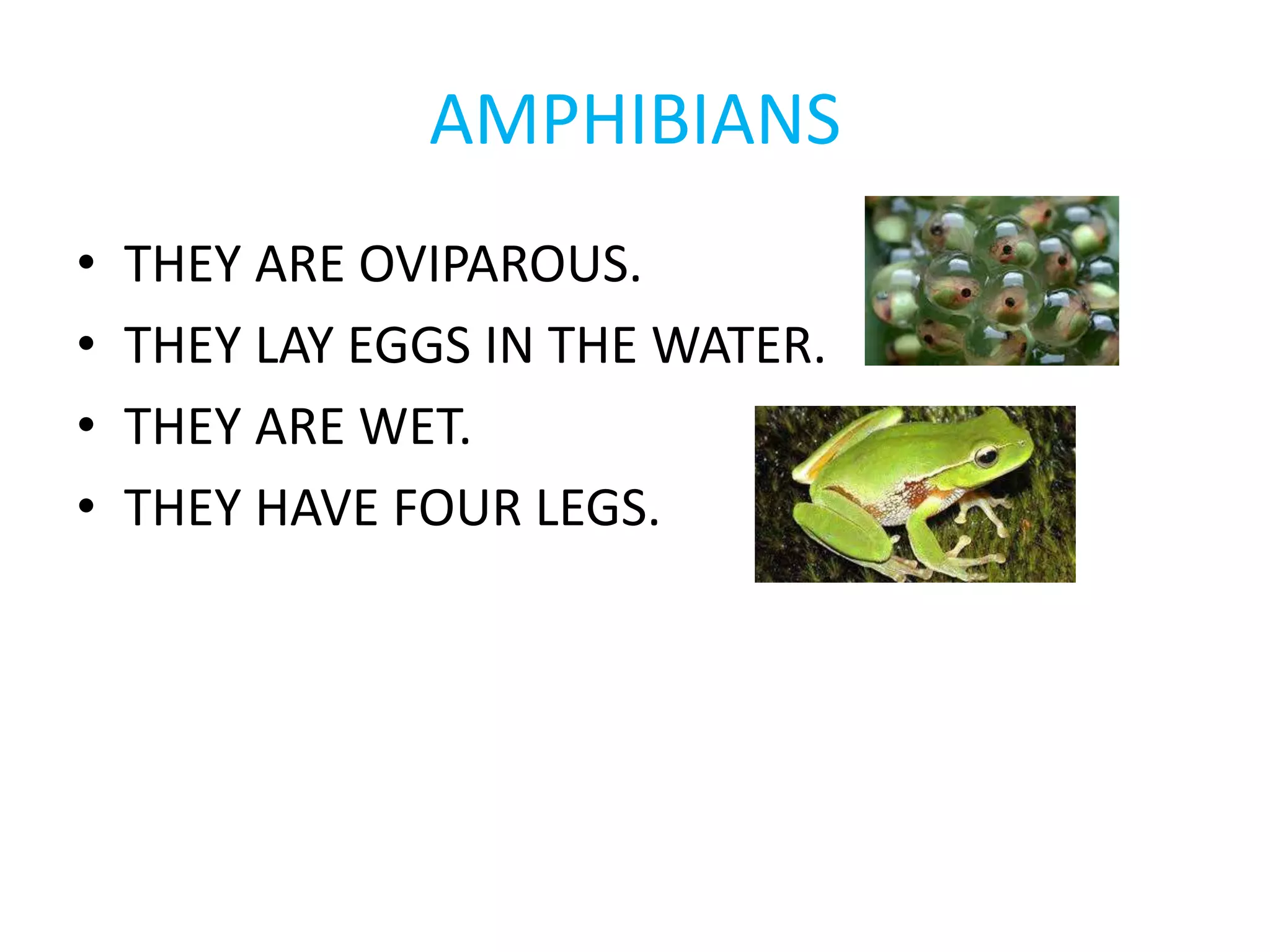 Animal classification | PPTX