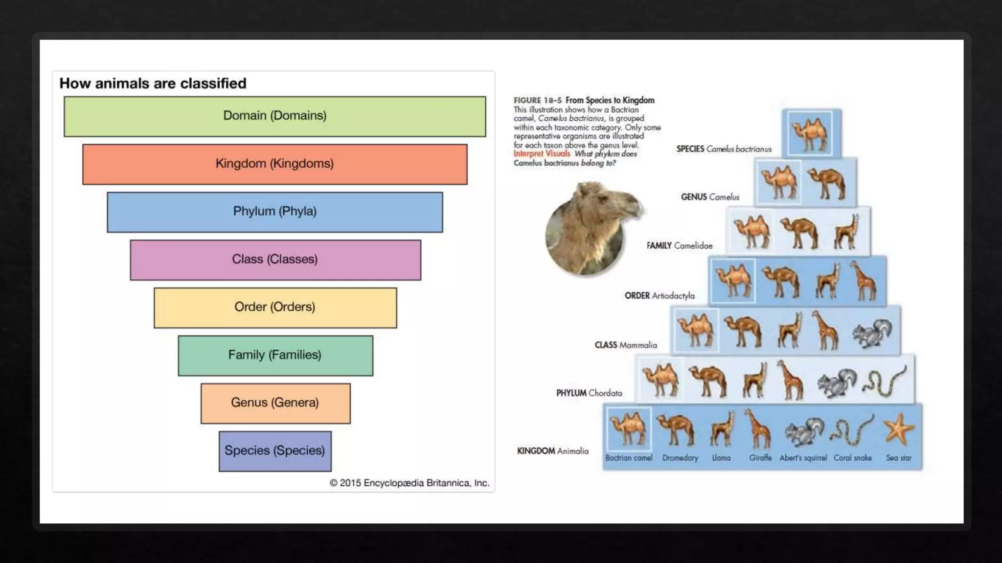 Animal classification | PPT