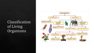 Animal classification | PPT