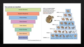 Animal classification | PPT