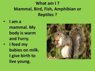 Animal classification | PPSX