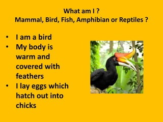 Animal classification | PPSX