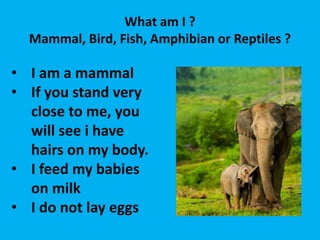 Animal classification | PPSX