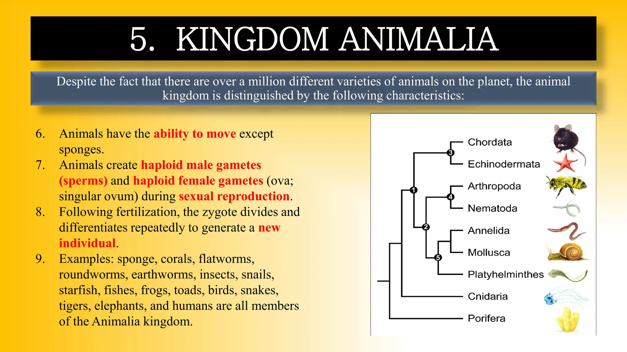 Animal Classification Based on 5 Kingdom Division.pdf