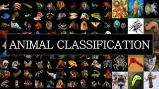 Animal Classification Based on 5 Kingdom Division.pdf | Free Download