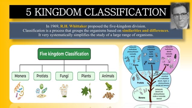 Animal Classification Based on 5 Kingdom Division.pdf