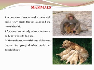Animal classification ayush | PPT
