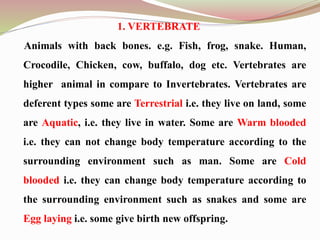 Animal classification ayush | PPT