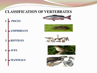 Animal classification ayush | PPT