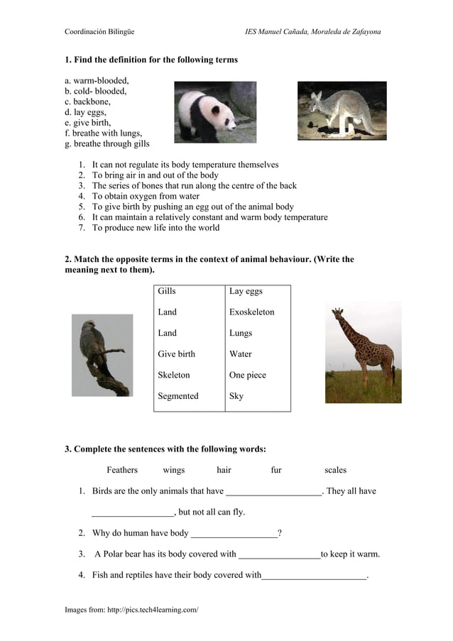Animal classification 1-2 | PDF | Reptiles | Pets