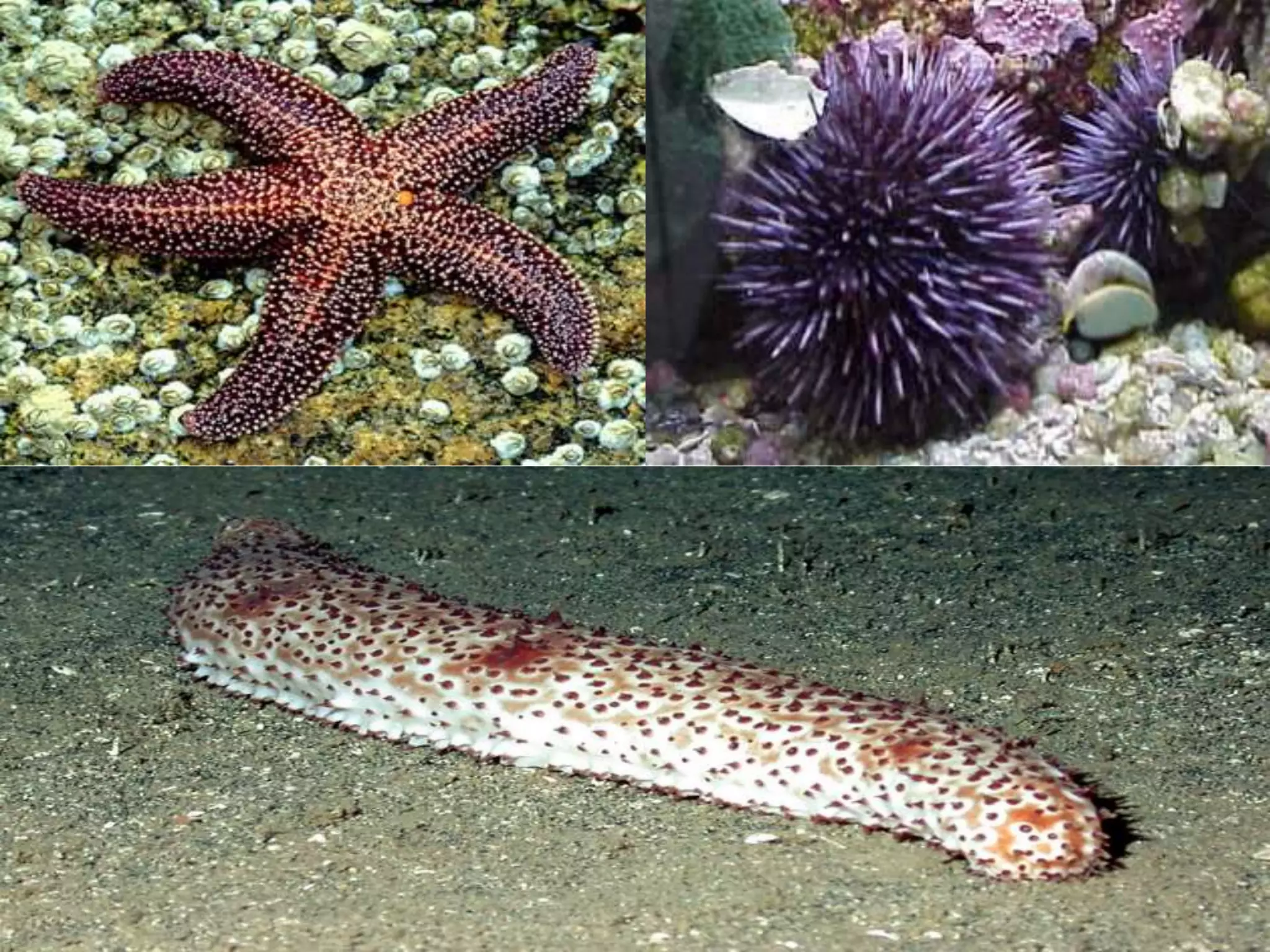 Animal Classification (Grade 5) | PPTX