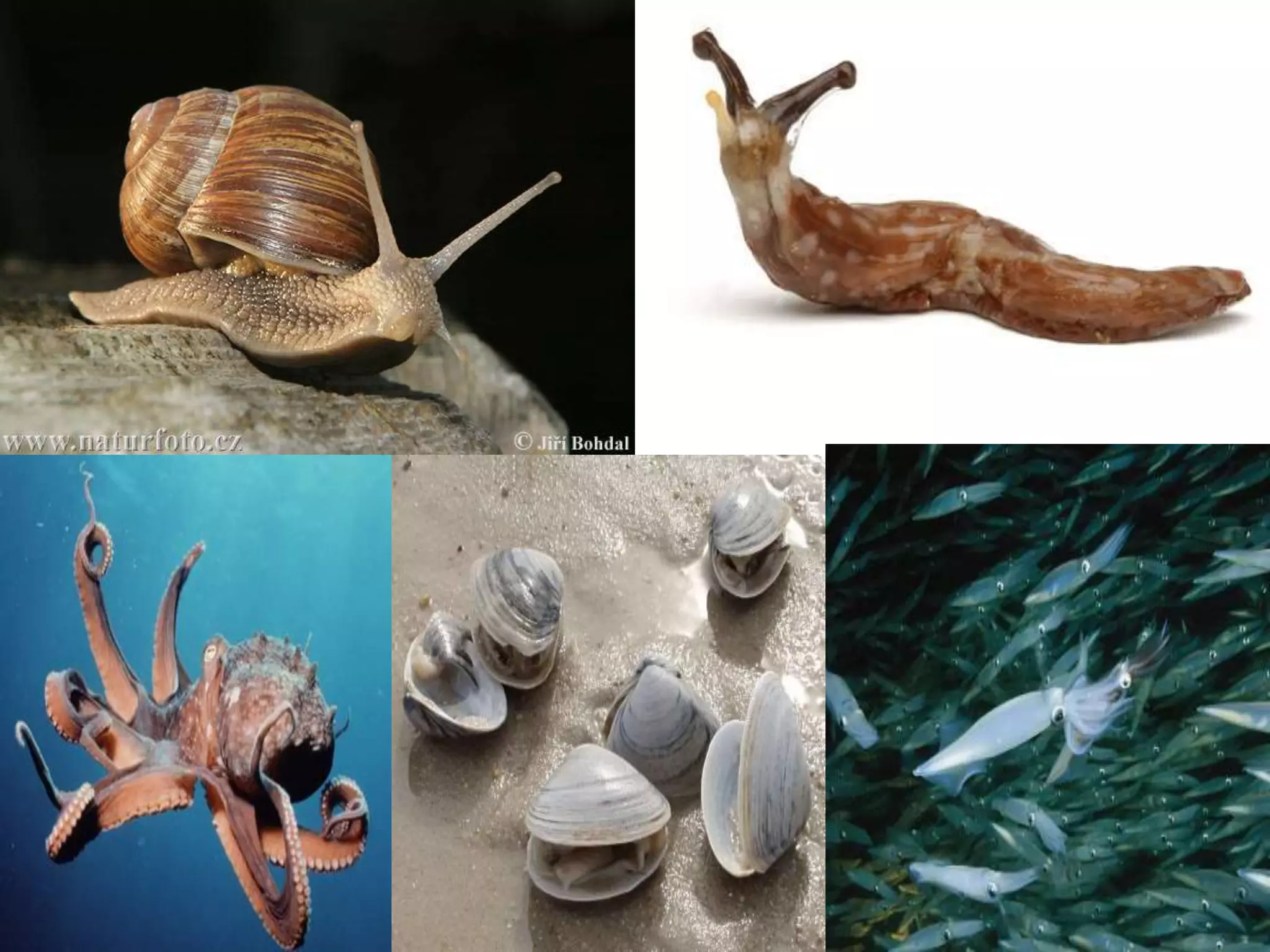 Animal Classification (Grade 5) | PPTX