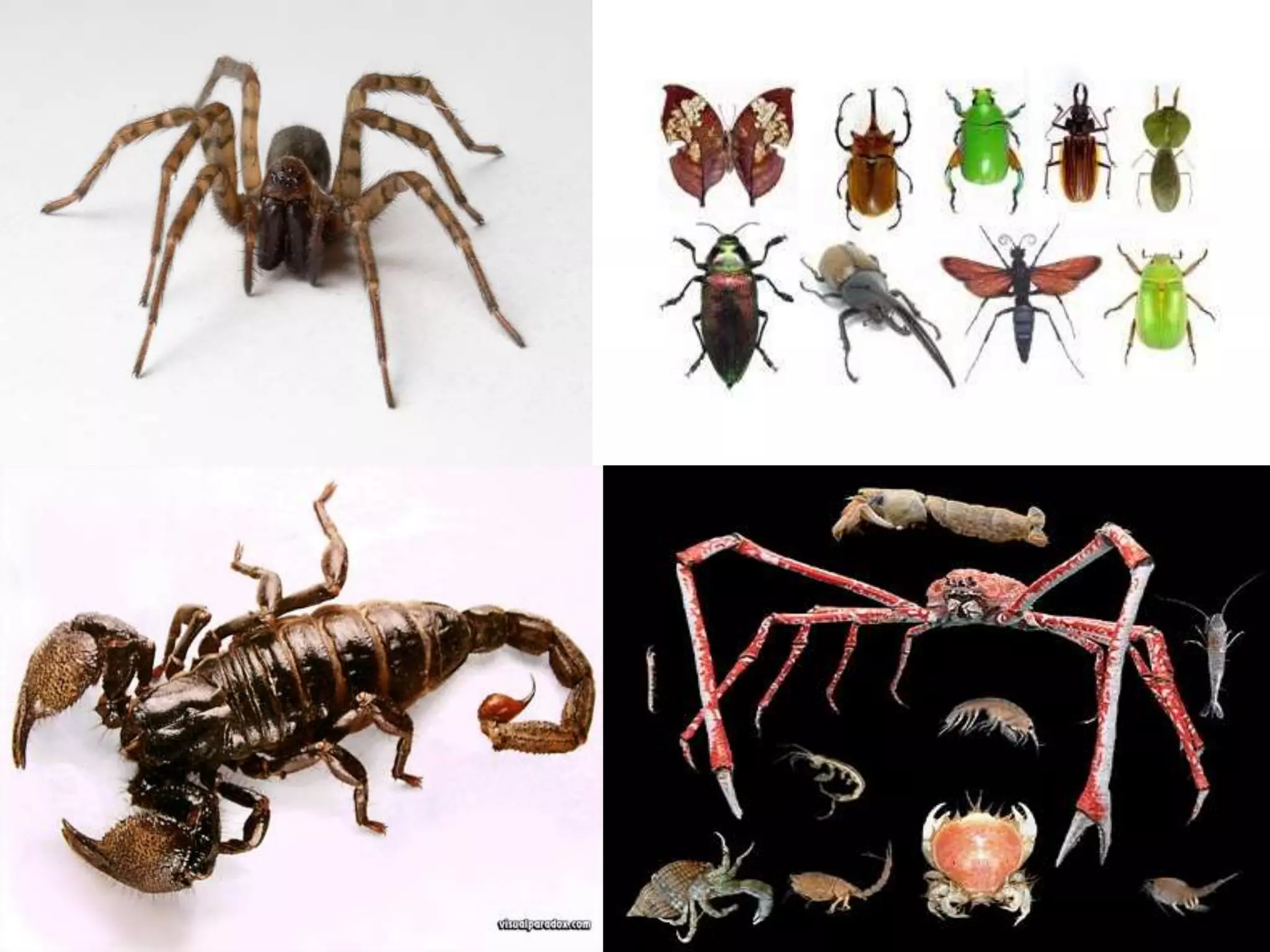 Animal Classification (Grade 5) | PPTX