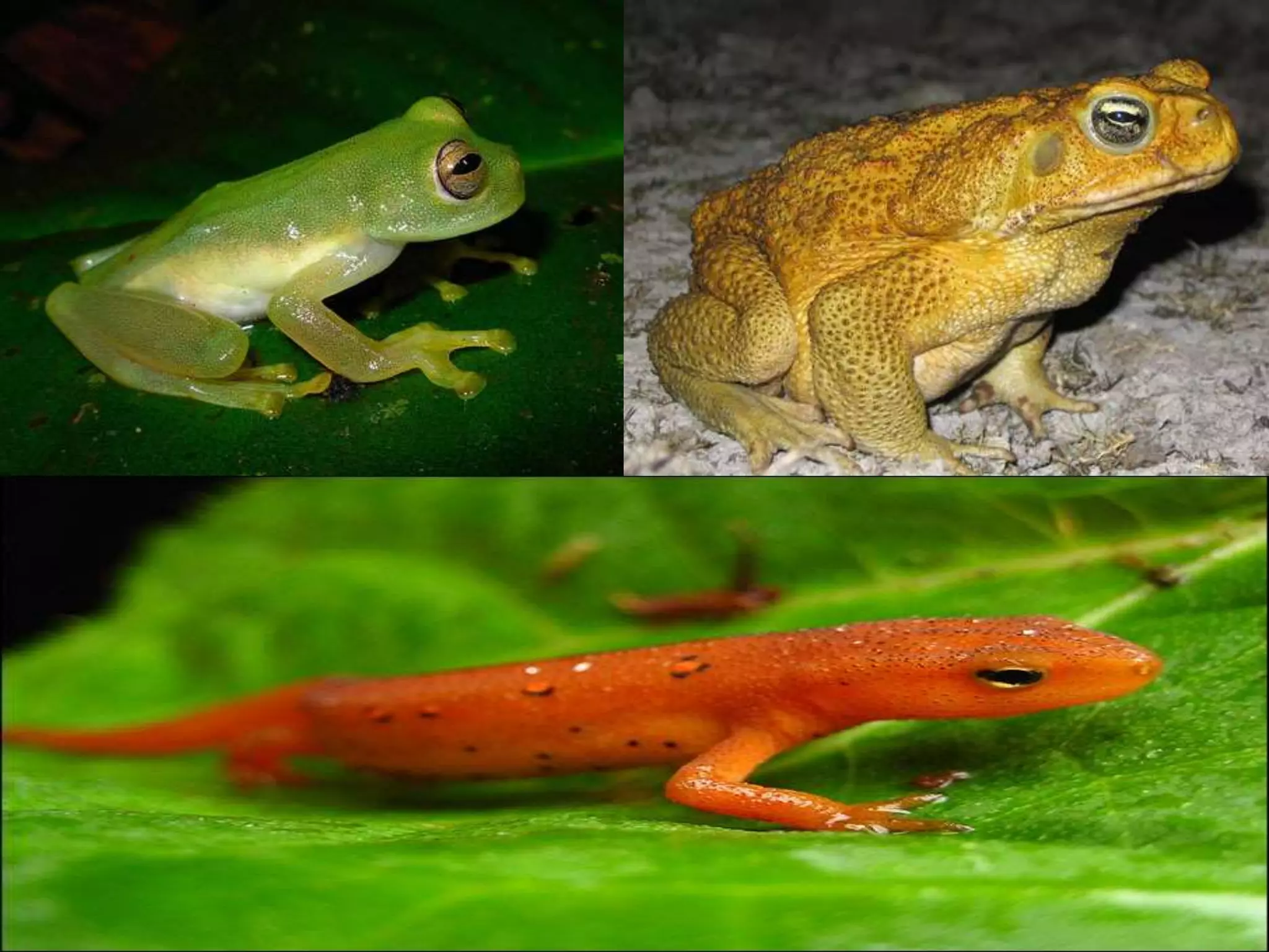 Animal Classification (Grade 5) | PPTX