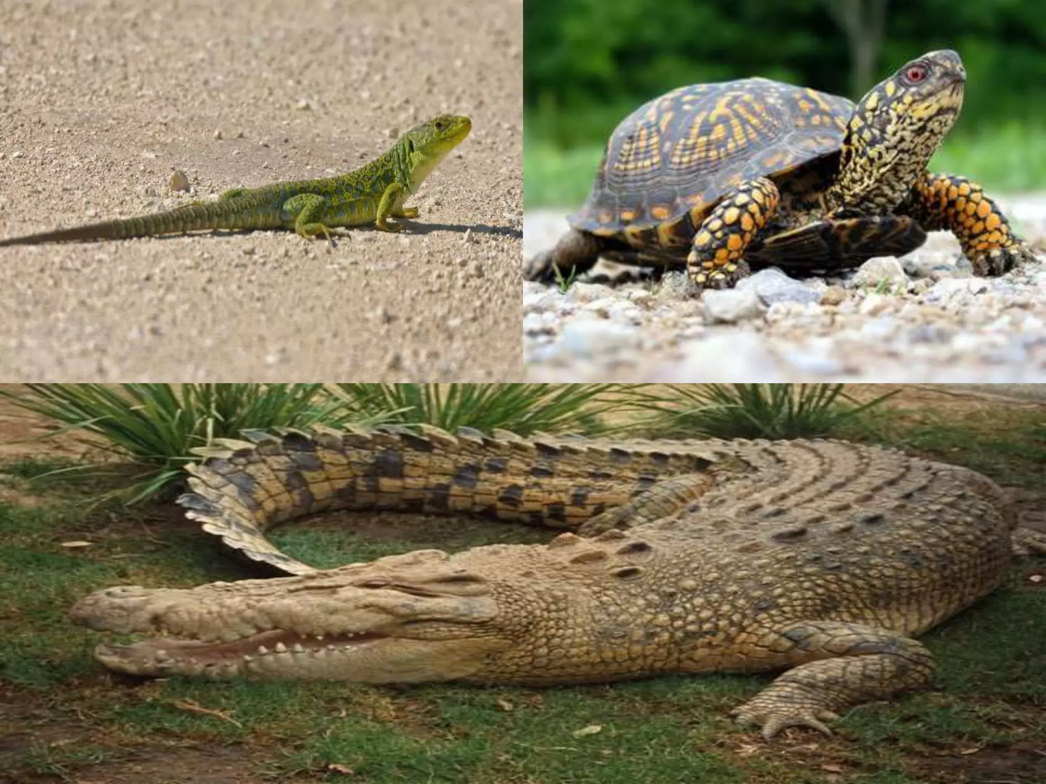 Animal Classification (Grade 5) | PPTX