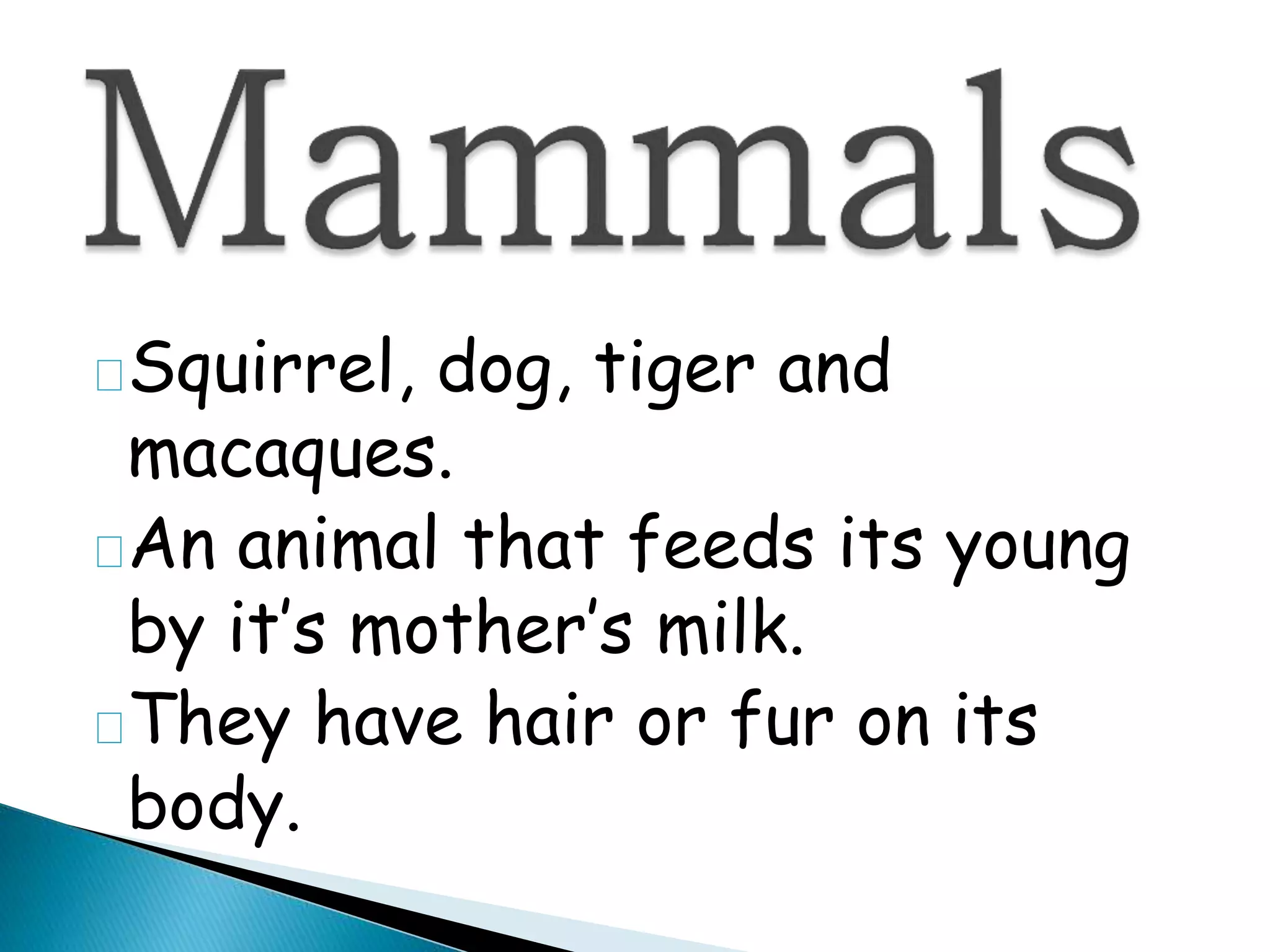 Animal Classification (Grade 5) | PPTX