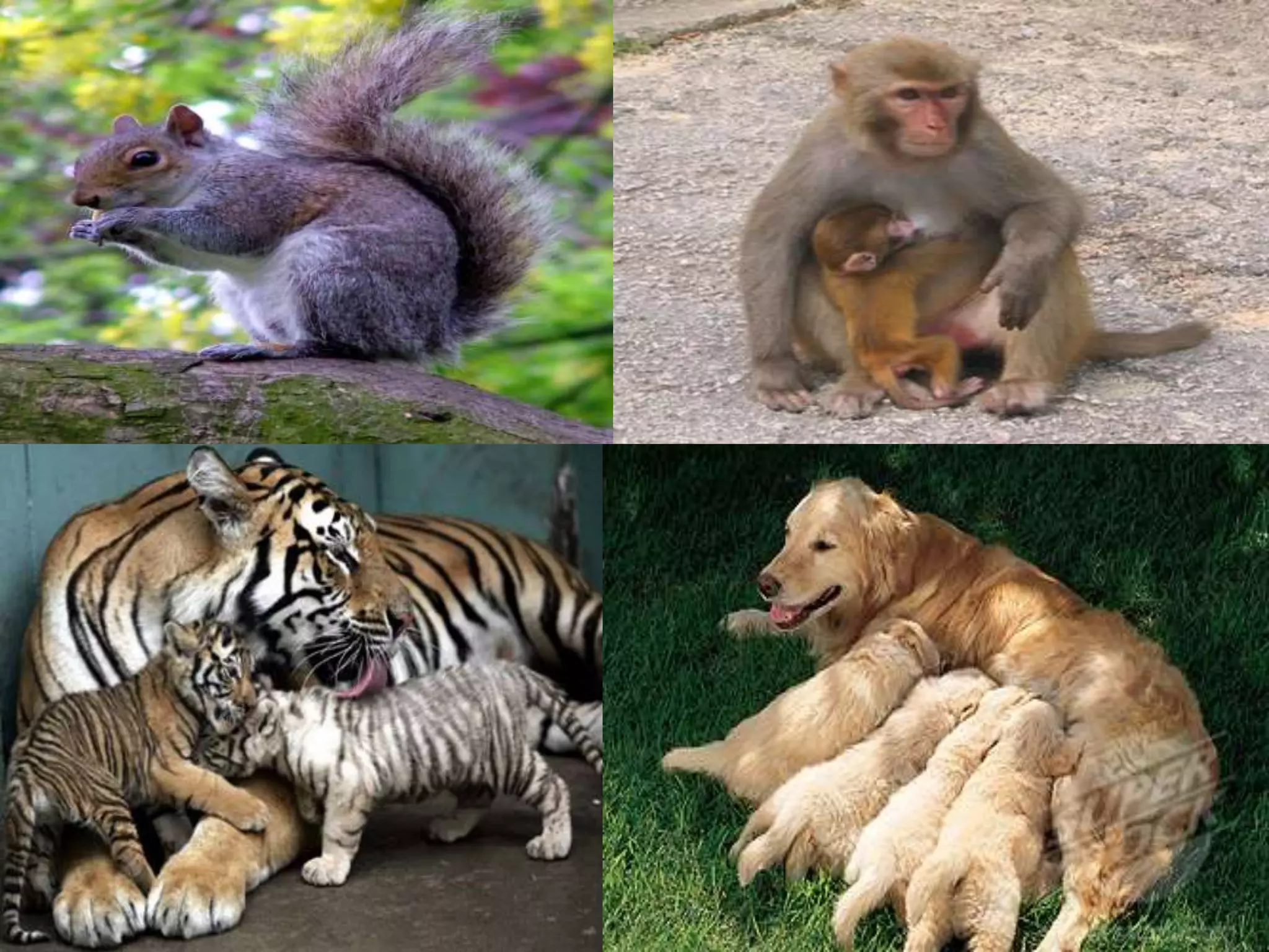 Animal Classification (Grade 5) | PPTX