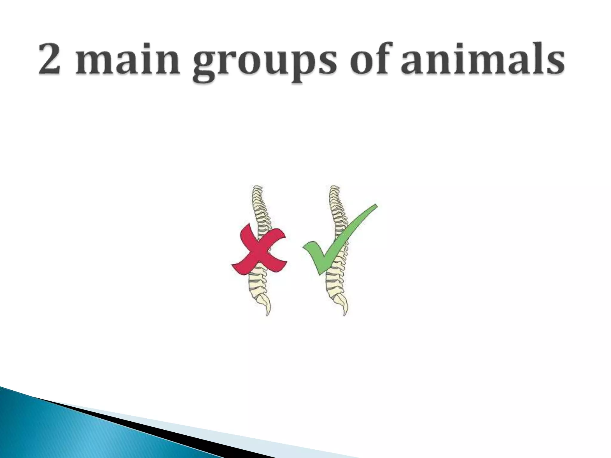 Animal Classification (Grade 5) | PPTX